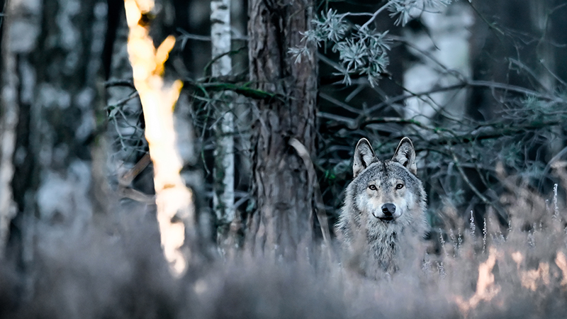 Umweltministerium stellt Wolfsmonitoringbericht für Sachsen-Anhalt vor
